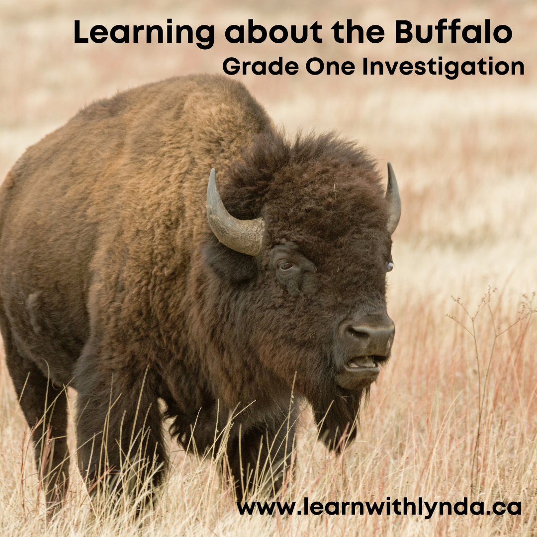 Learning About the Buffalo - Learn With Lynda
