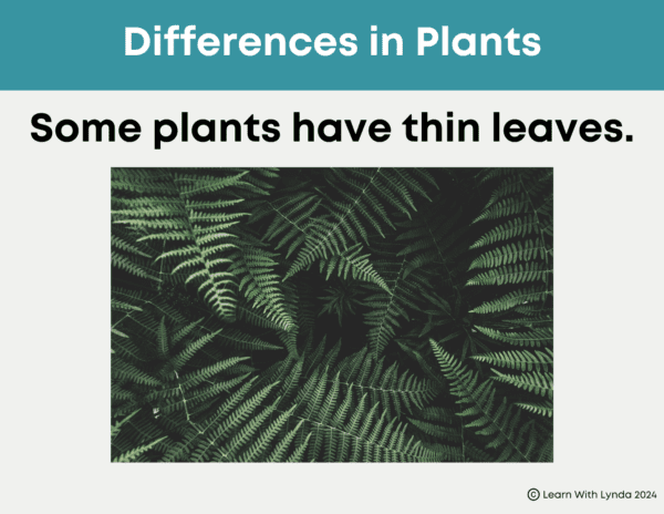 Learning about Plants in Grade 1 - Learn With Lynda