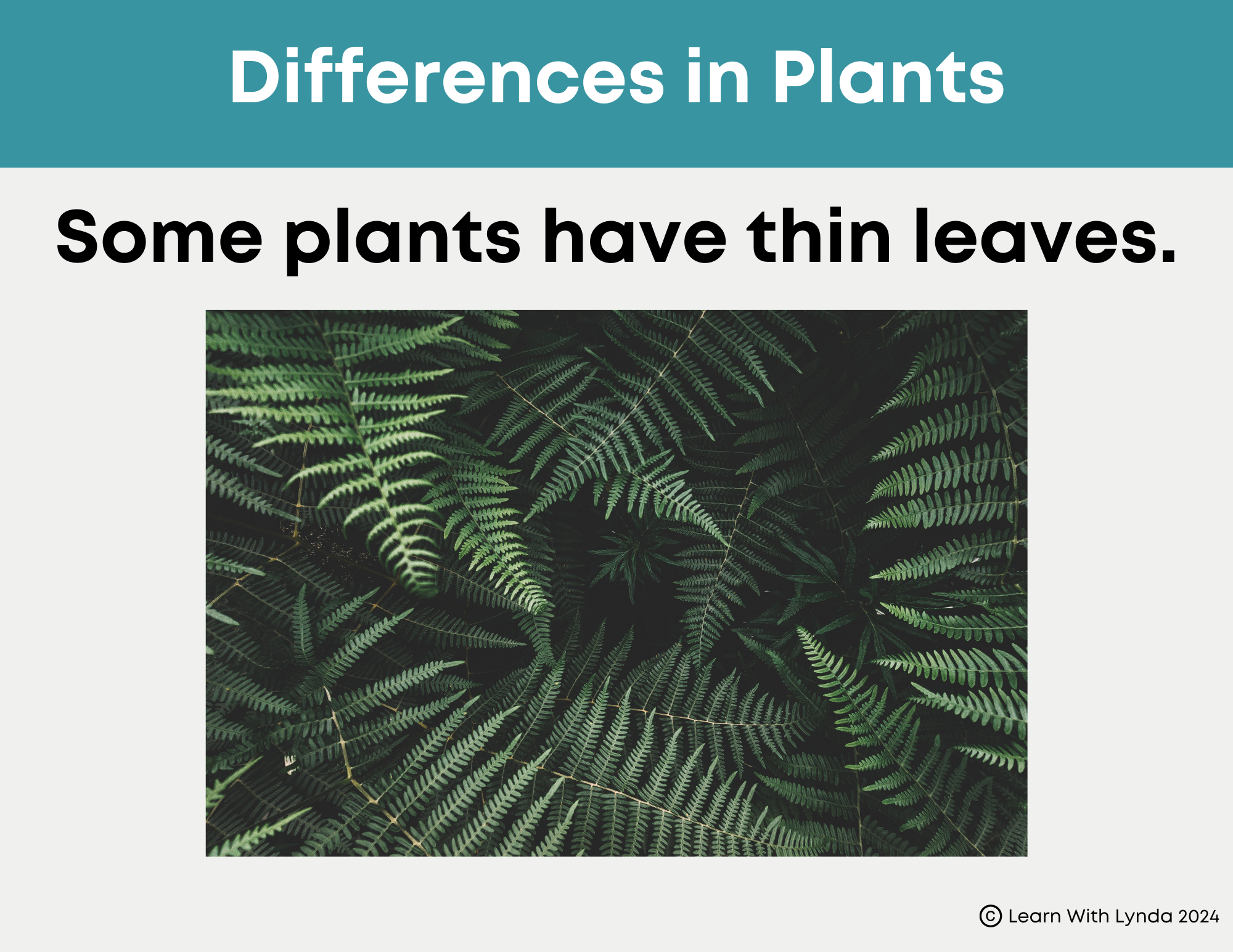 Learning about Plants in Grade 1 - Learn With Lynda