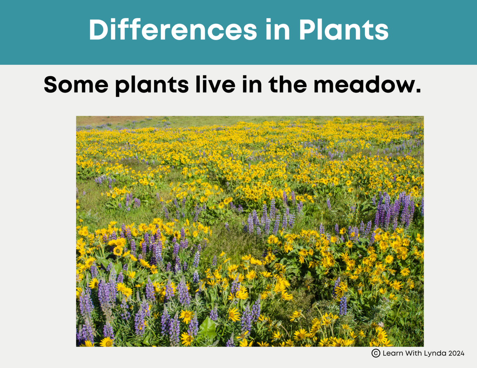 Learning about Plants in Grade 1 - Learn With Lynda