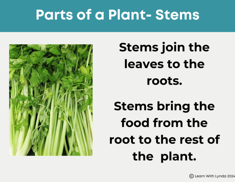 Learning about Plants in Grade 1 - Learn With Lynda