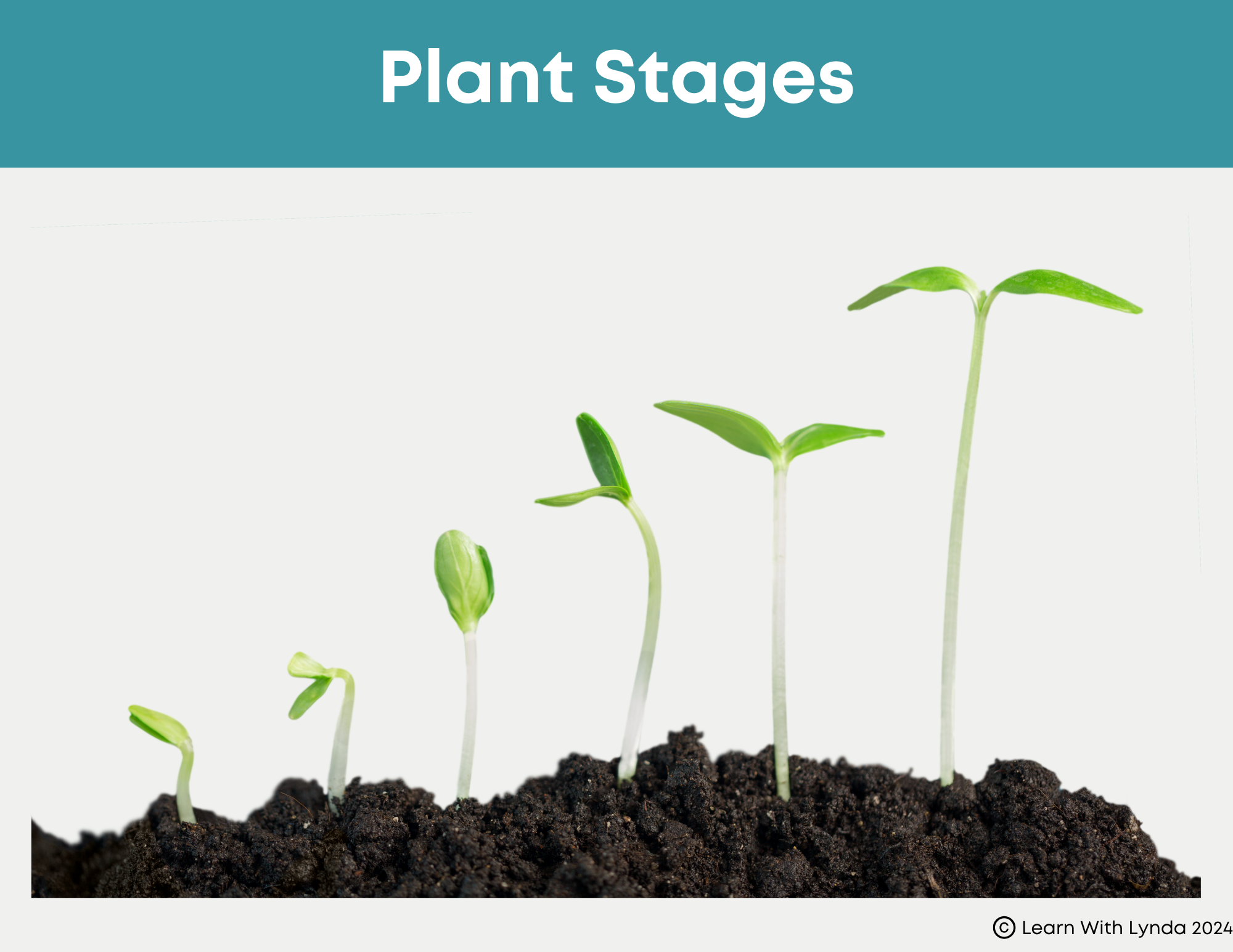 Learning about Plants in Grade 1 - Learn With Lynda