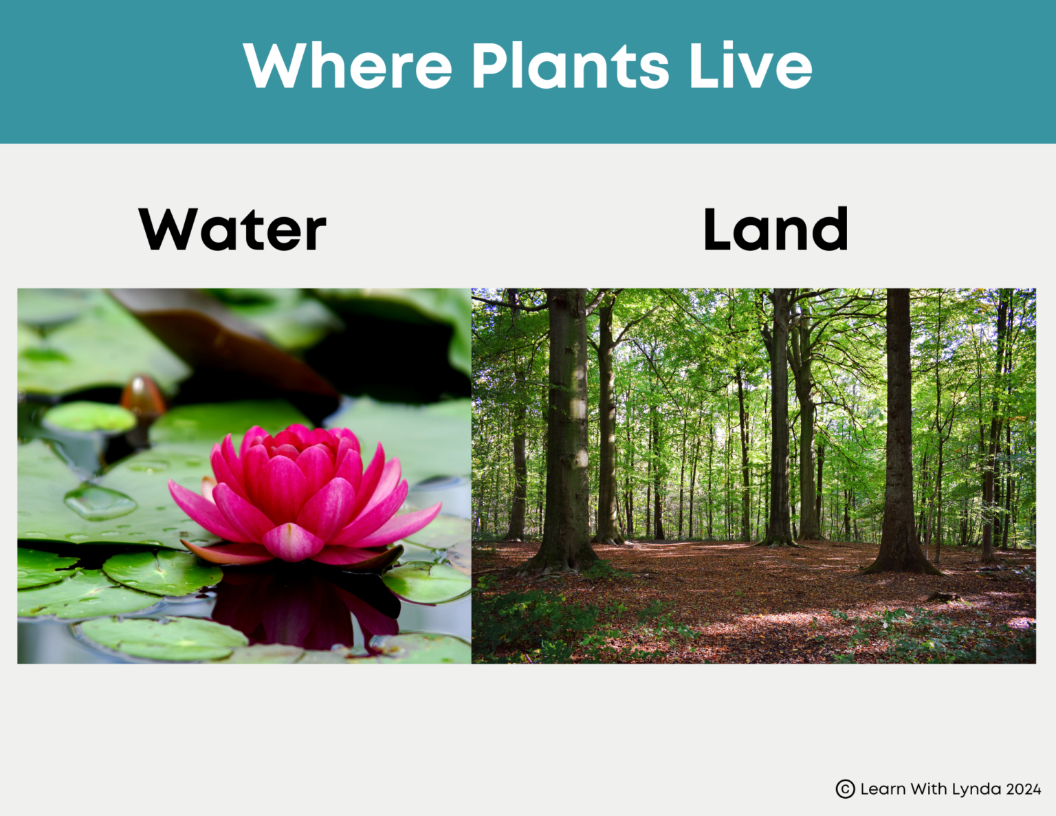 Learning about Plants in Grade 1 - Learn With Lynda