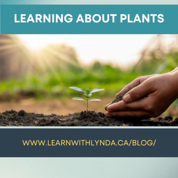 Learning about Plants in Grade 1 - Learn With Lynda